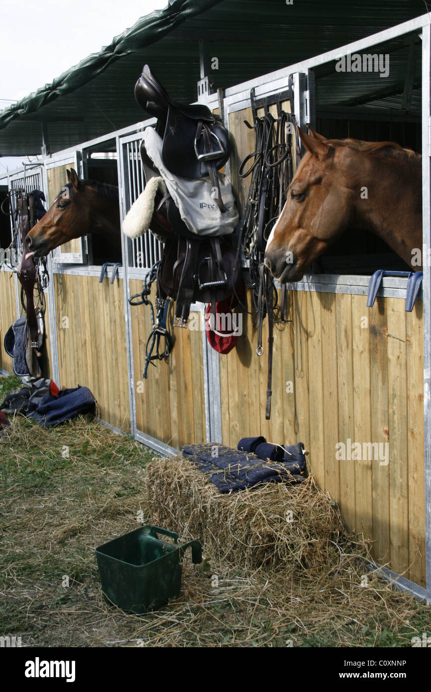 horse in a stable at show Stock Photo - Alamy