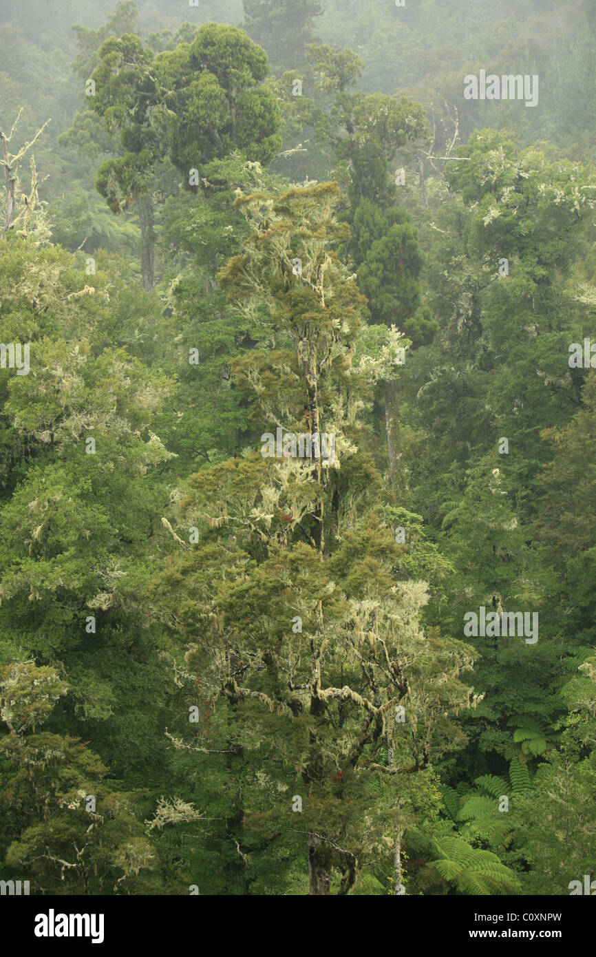 Indigenous trees in the mist in Rimu valley forest beside Sandy bay ...