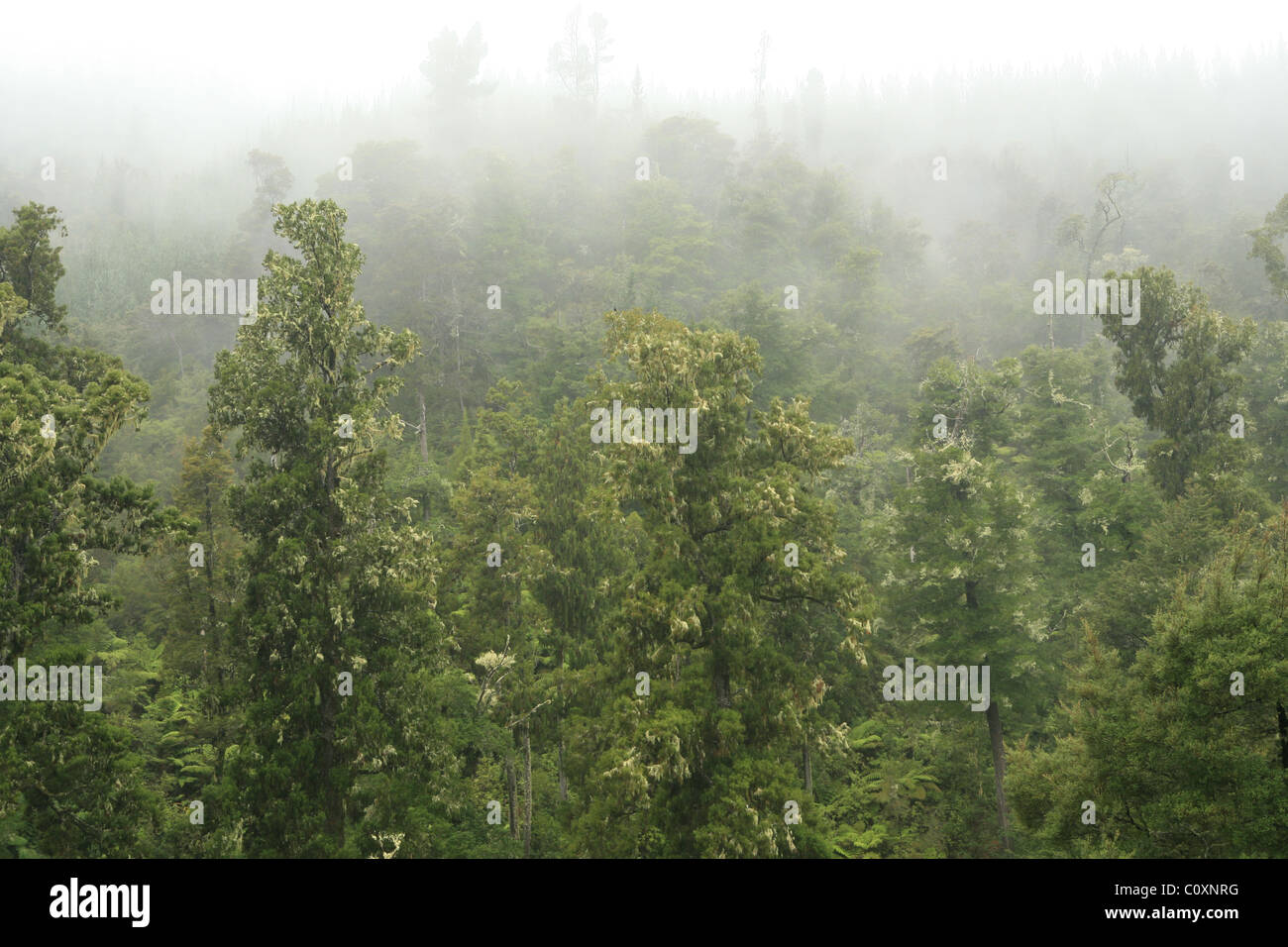 Indigenous trees in the mist in Rimu valley forest beside Sandy bay ...