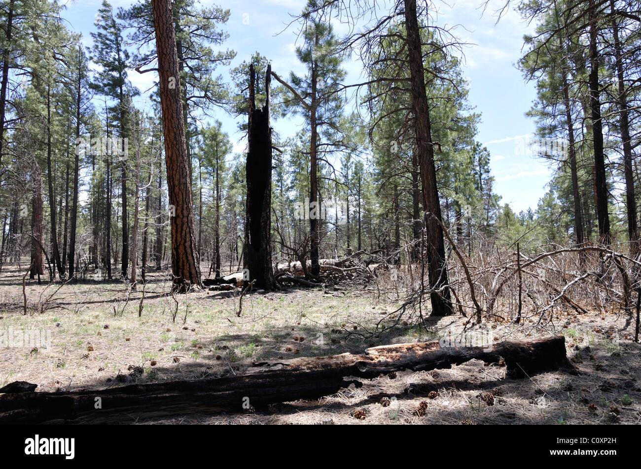 Burnt trees in forest, Grand Canyon, Arizona, USA Stock Photo - Alamy