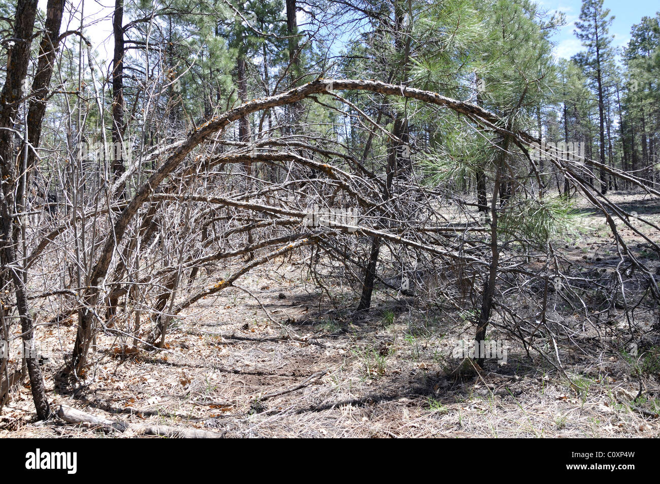 Burnt trees in forest, Grand Canyon, Arizona, USA Stock Photo - Alamy