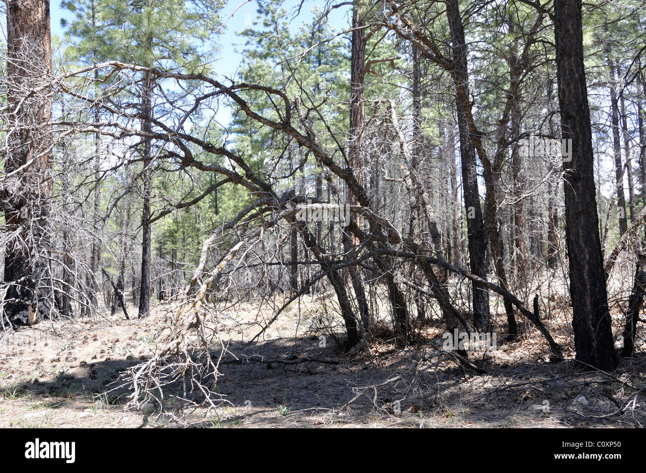 Burnt trees in forest, Grand Canyon, Arizona, USA Stock Photo - Alamy