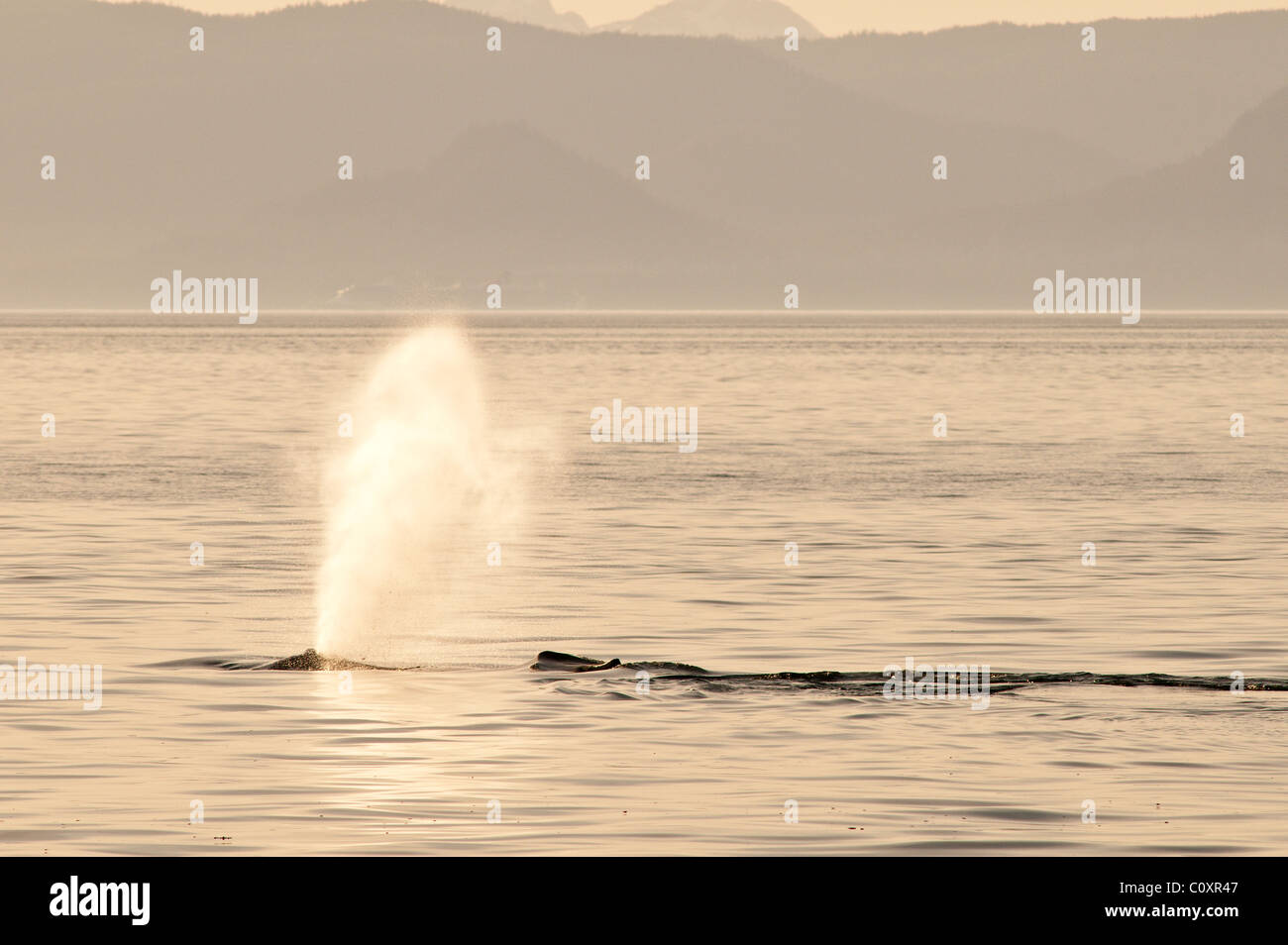 Alaska. Humpback whales (Megaptera novaeangliae) in the Five Finger ...