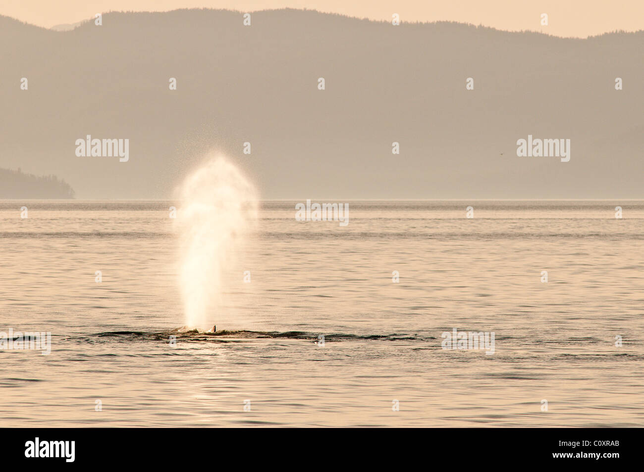Alaska. Humpback whales (Megaptera novaeangliae) in the Five Finger ...