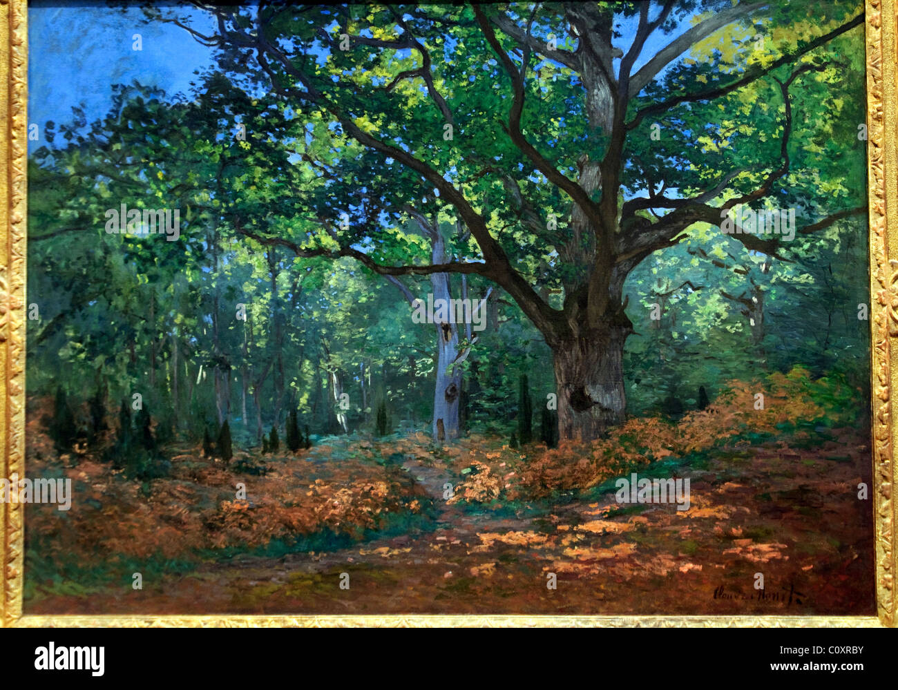 The Bodmer Oak, Fontainebleau Forest, 1865, by Claude Monet Stock Photo ...