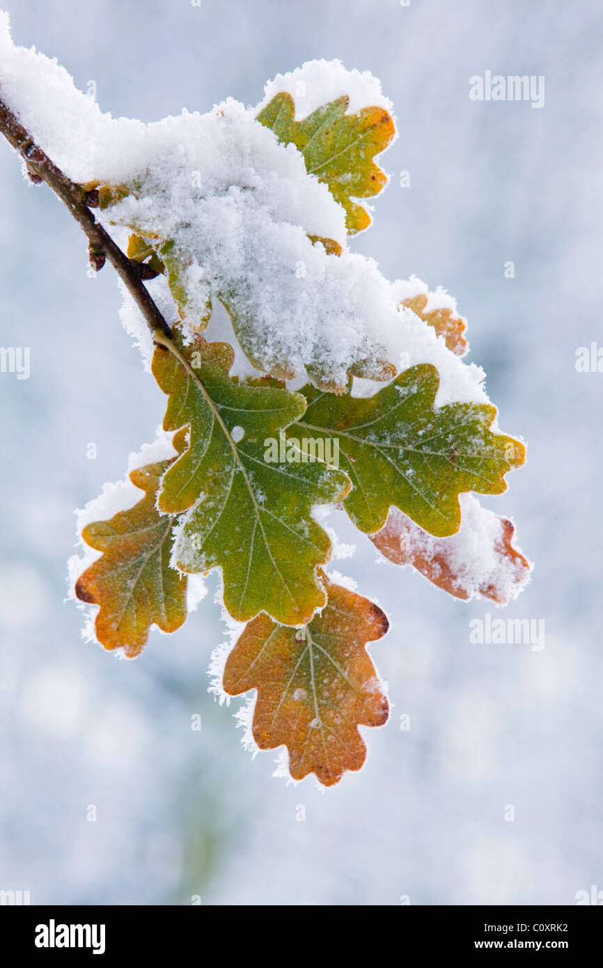 Snow covered Oak tree leaves Stock Photo - Alamy