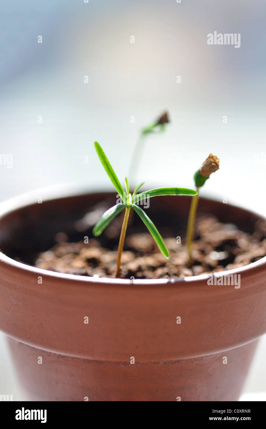 Balsam fir sprout Stock Photo - Alamy