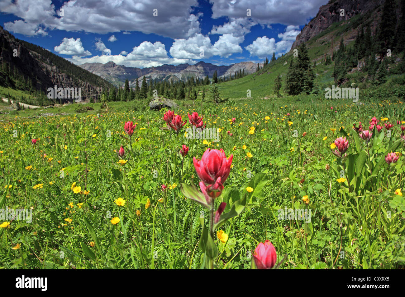 Indian Paintbrush in a high alpine meadow in the San Juan mountains ...