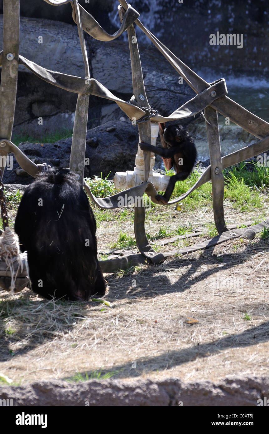 Chimps are family hi-res stock photography and images - Alamy