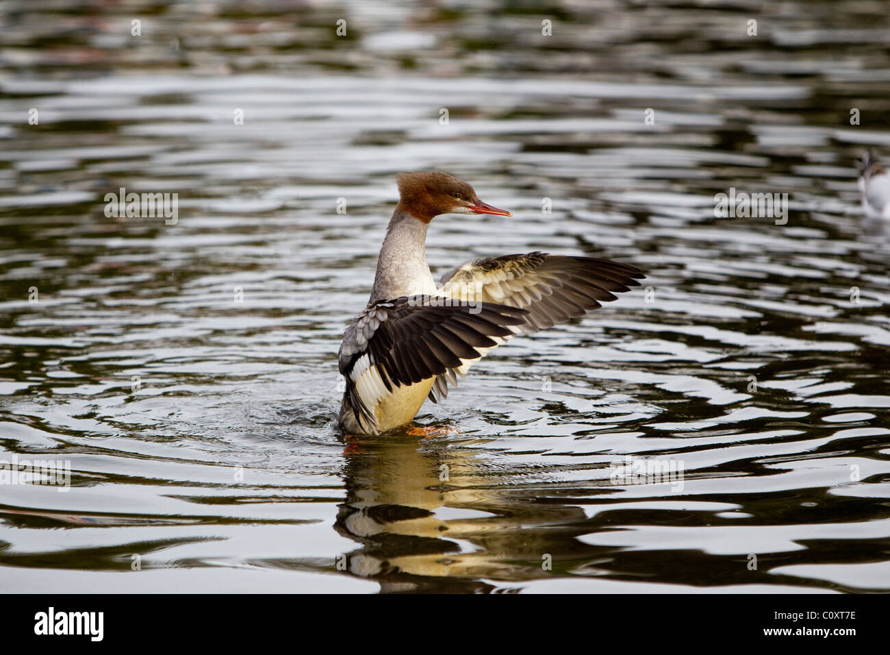 Goosander (Eurasian) Mergus merganser large duck on Lake Windermere ...