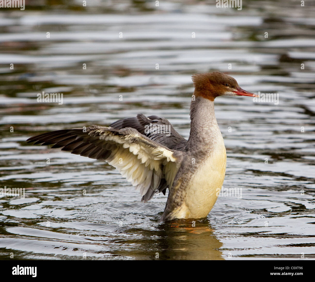 Goosander (Eurasian) Mergus merganser large duck on Lake Windermere ...