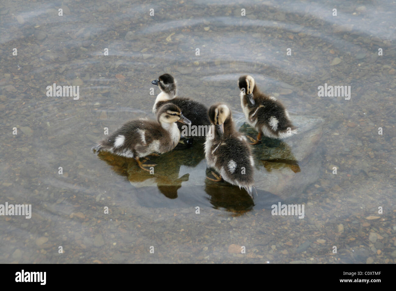 four ducklings in lake Stock Photo - Alamy