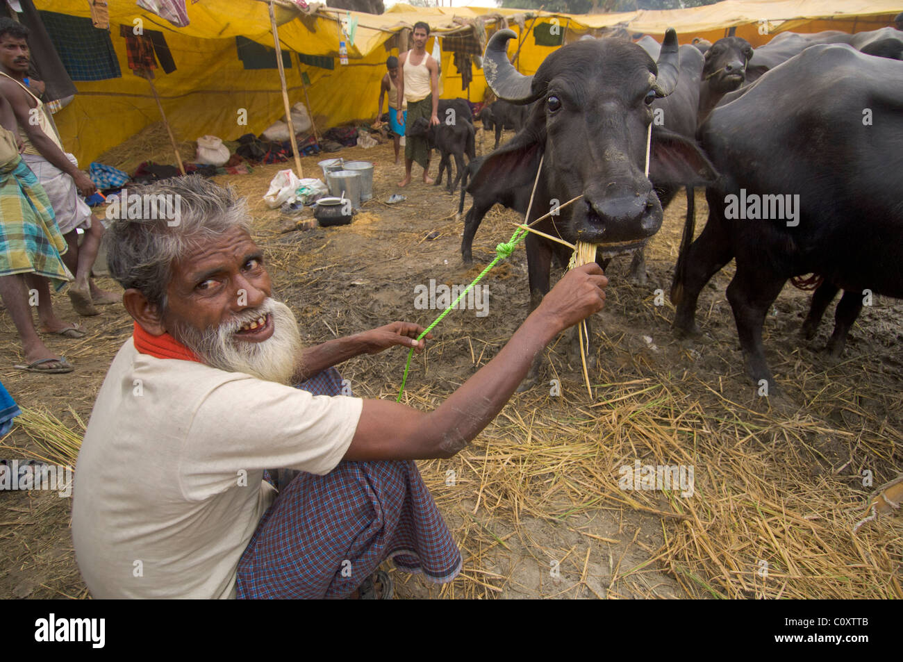 Man with a white beard with buffalos for sale at the buffalo bazaar ...