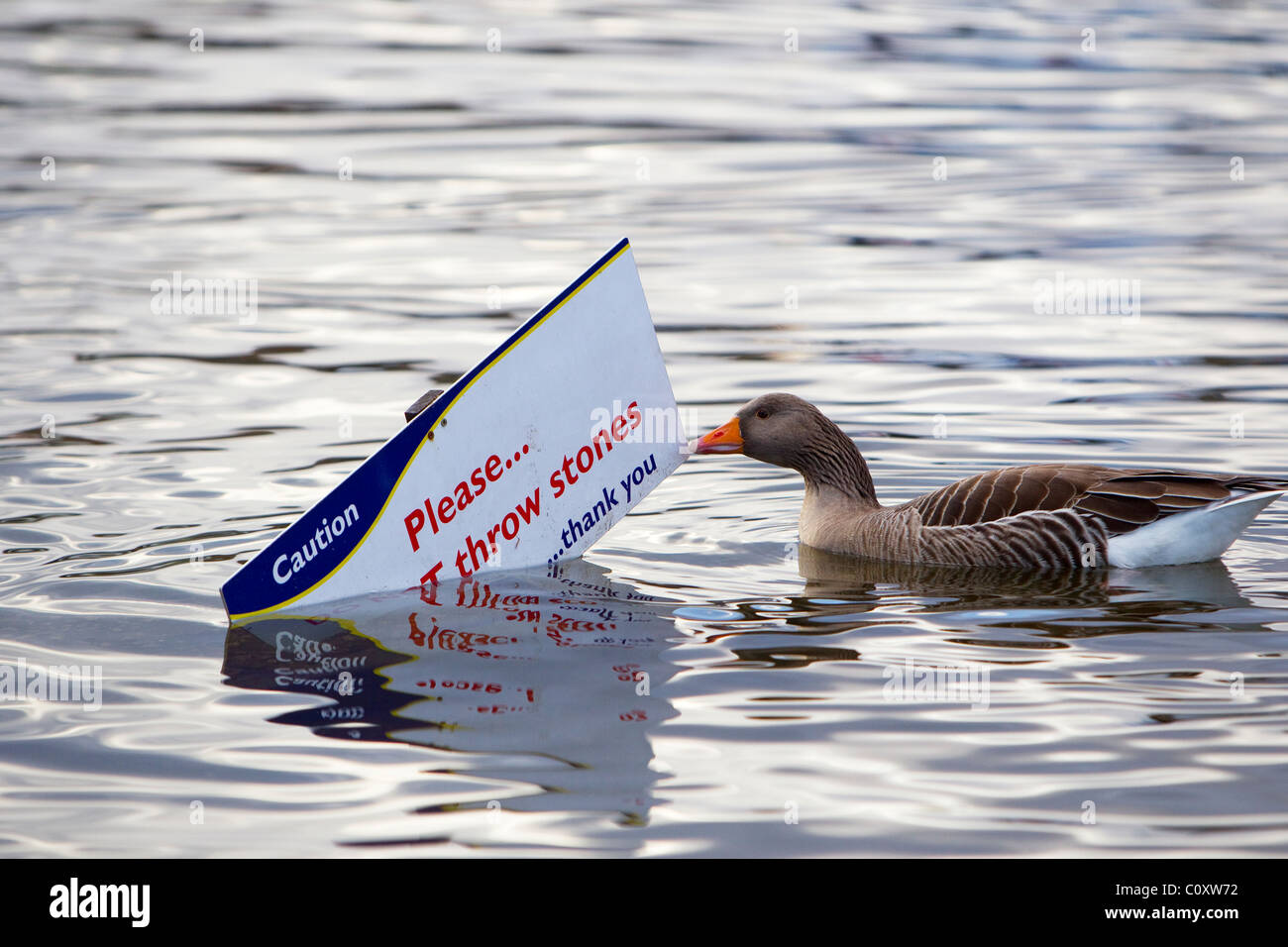 Attacking greylag goose hi-res stock photography and images - Alamy