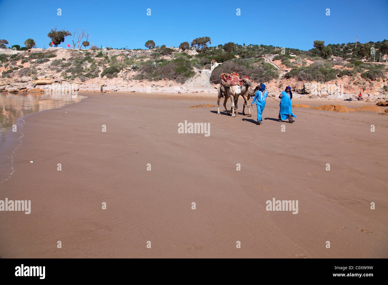 camels walking on the beach in morocco Stock Photo - Alamy