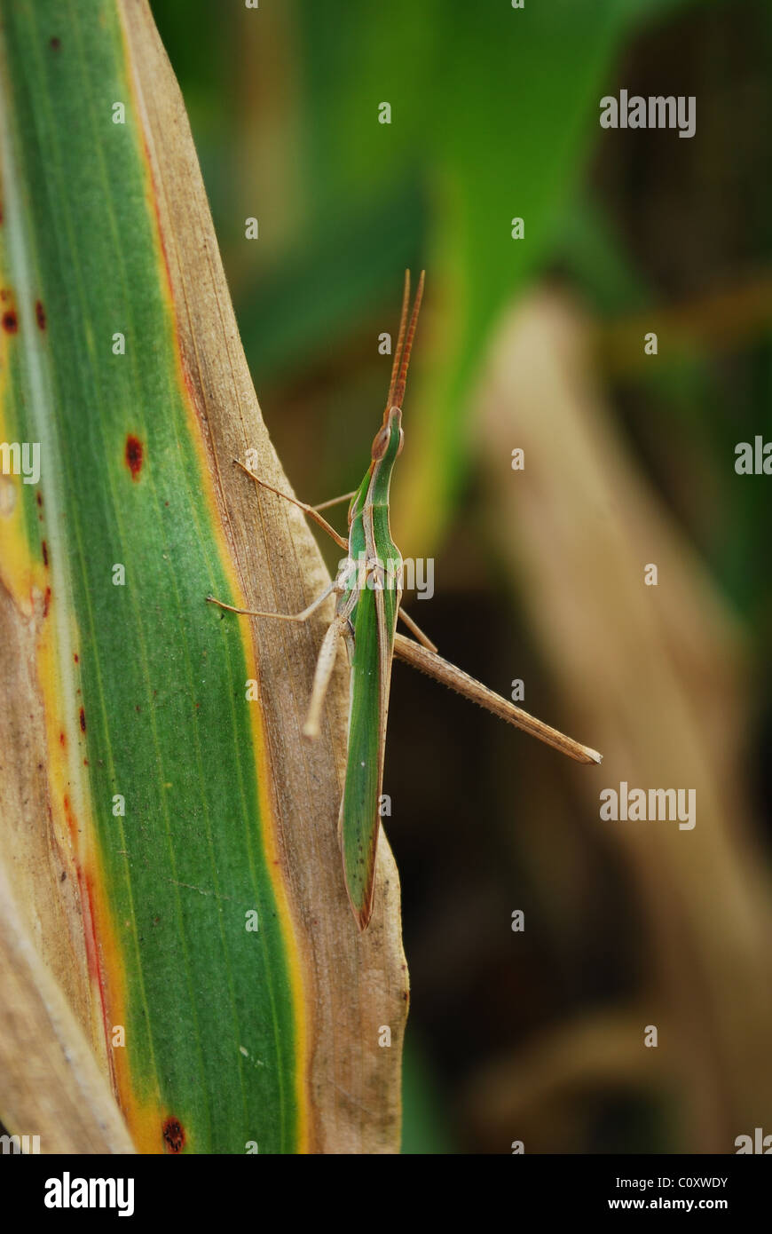 Mediterranean Slant-faced Grasshopper Stock Photo - Alamy