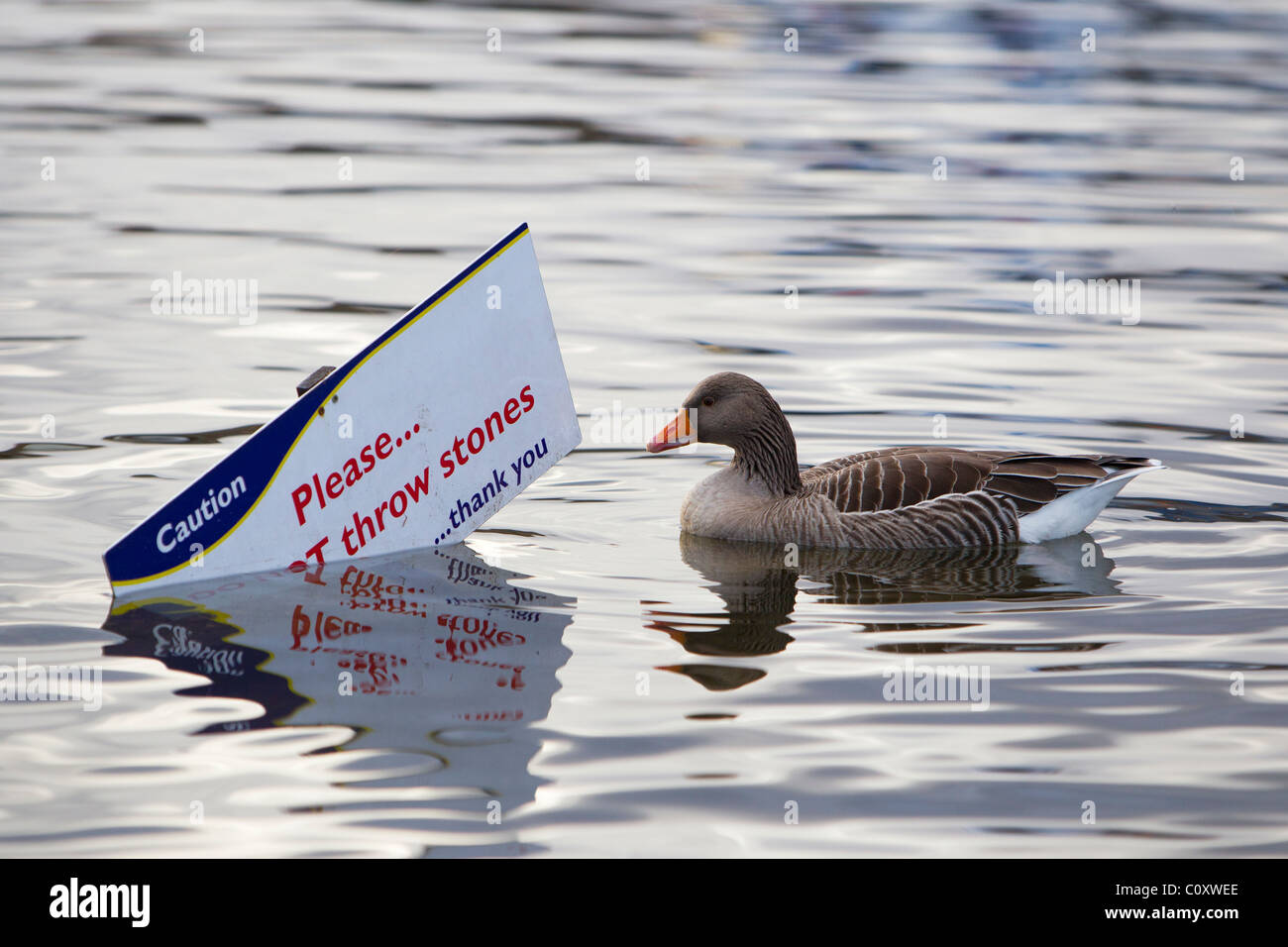 Attacking greylag goose hi-res stock photography and images - Alamy