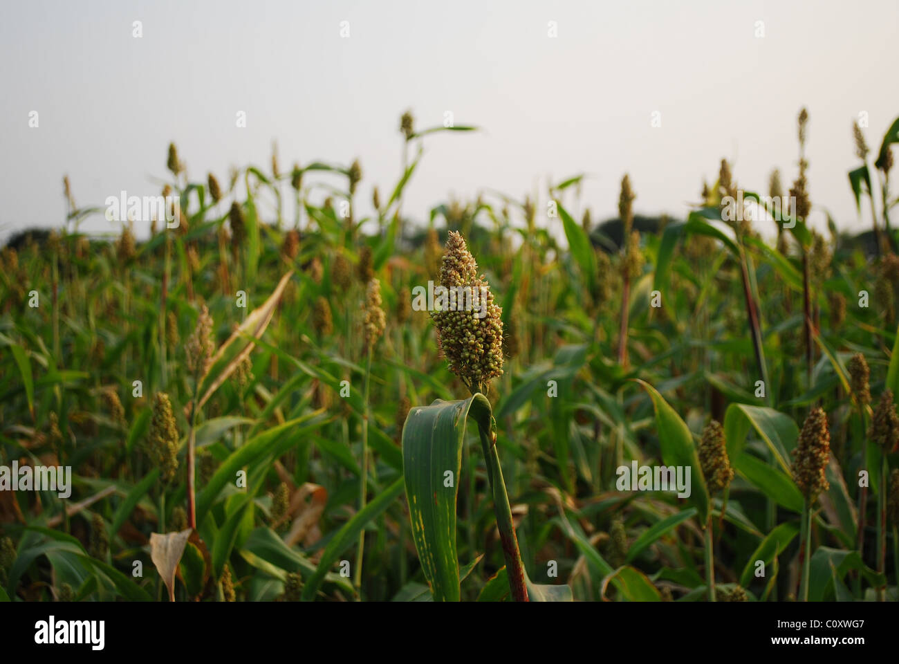 Agriculture jawar hi-res stock photography and images - Alamy