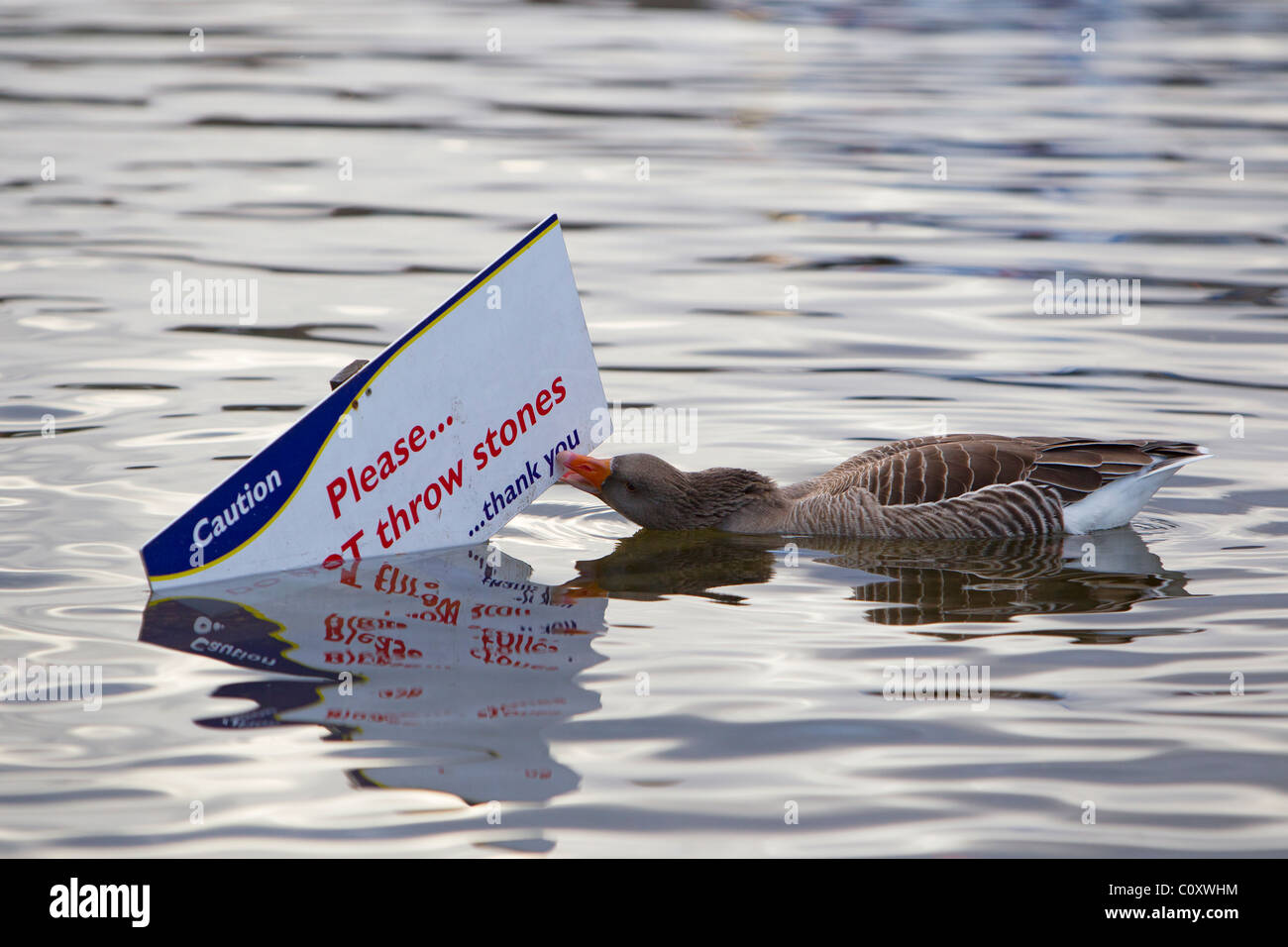 Attacking greylag goose hi-res stock photography and images - Alamy