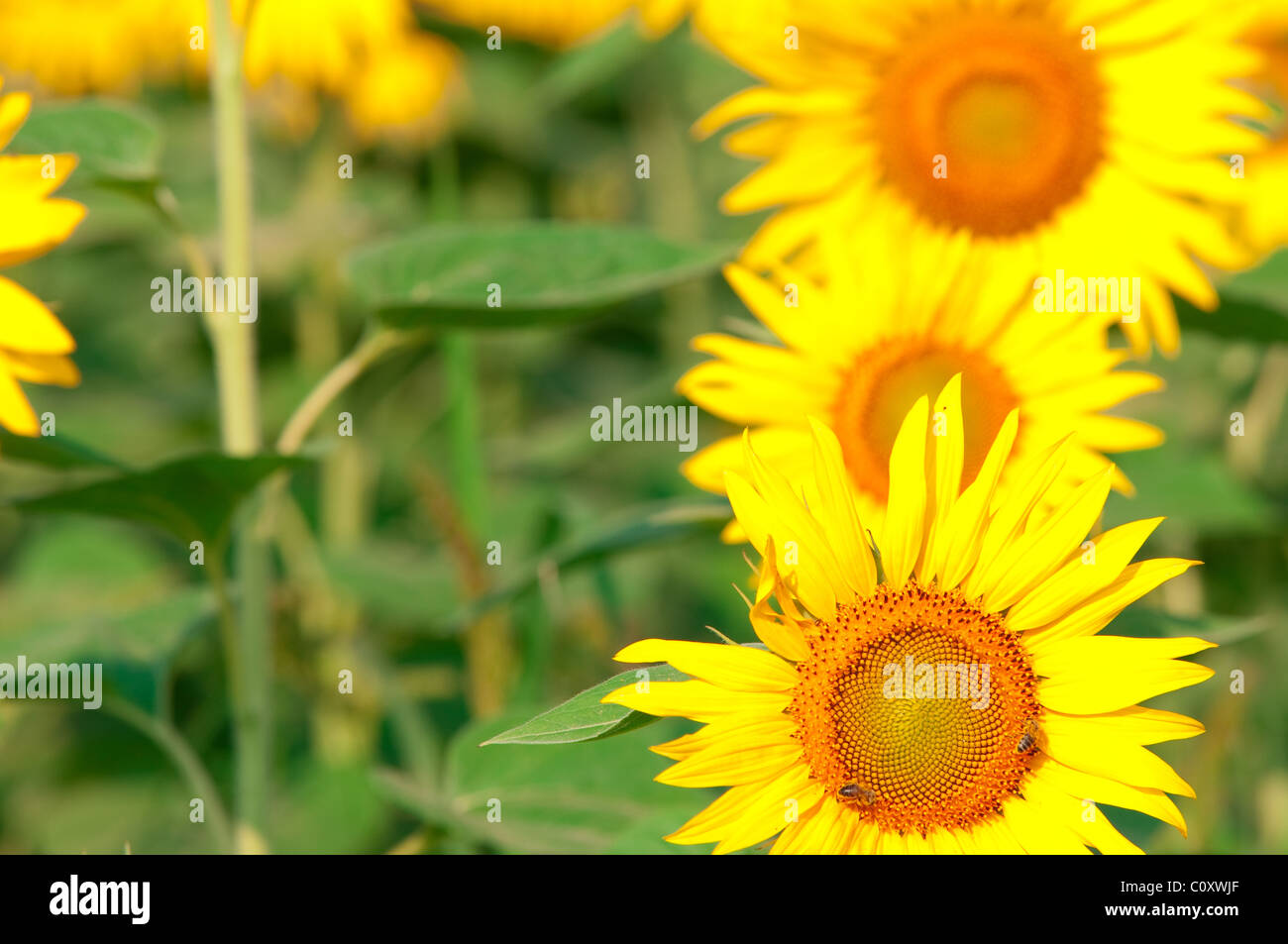 beautiful sunflowers outdoors on summer Stock Photo - Alamy