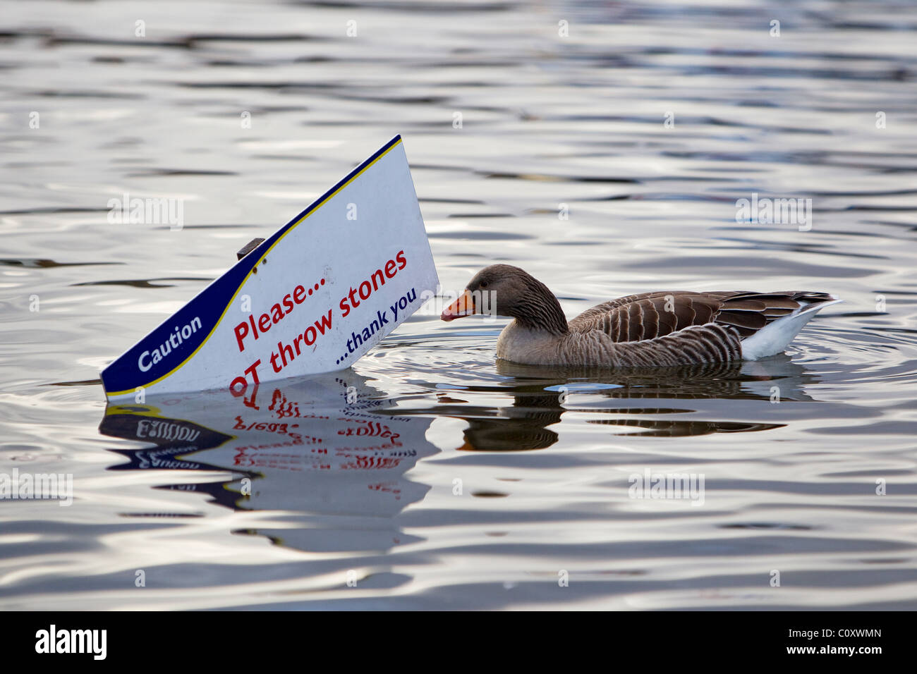 Attacking greylag goose hi-res stock photography and images - Alamy