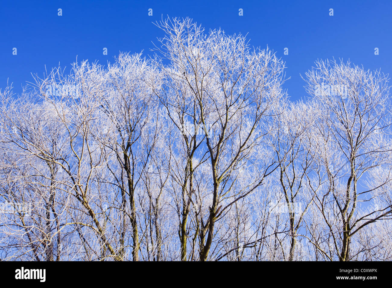 Trees covered in frost photographed against a bright blue sky Stock ...