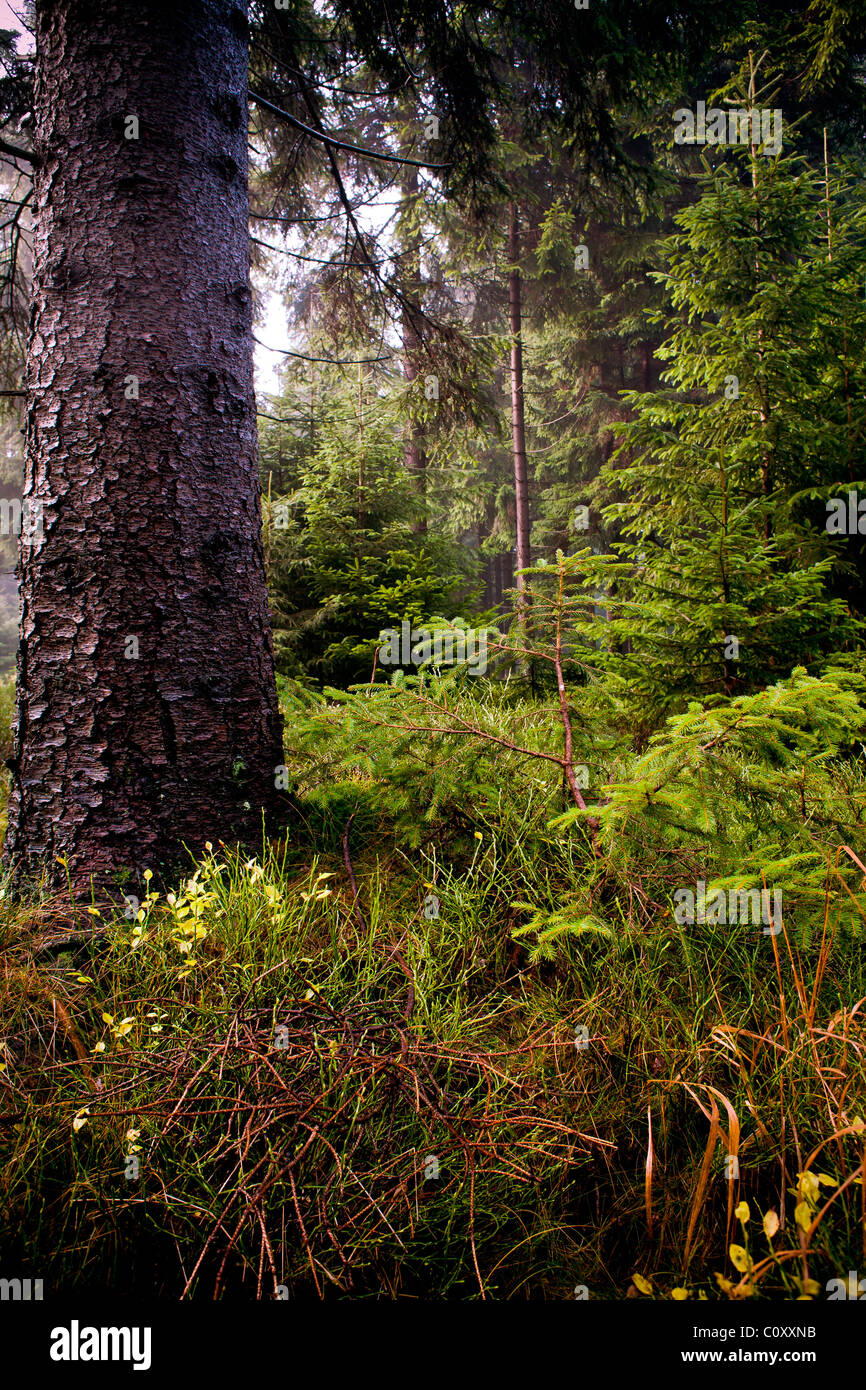 Mist misty trees hi-res stock photography and images - Alamy