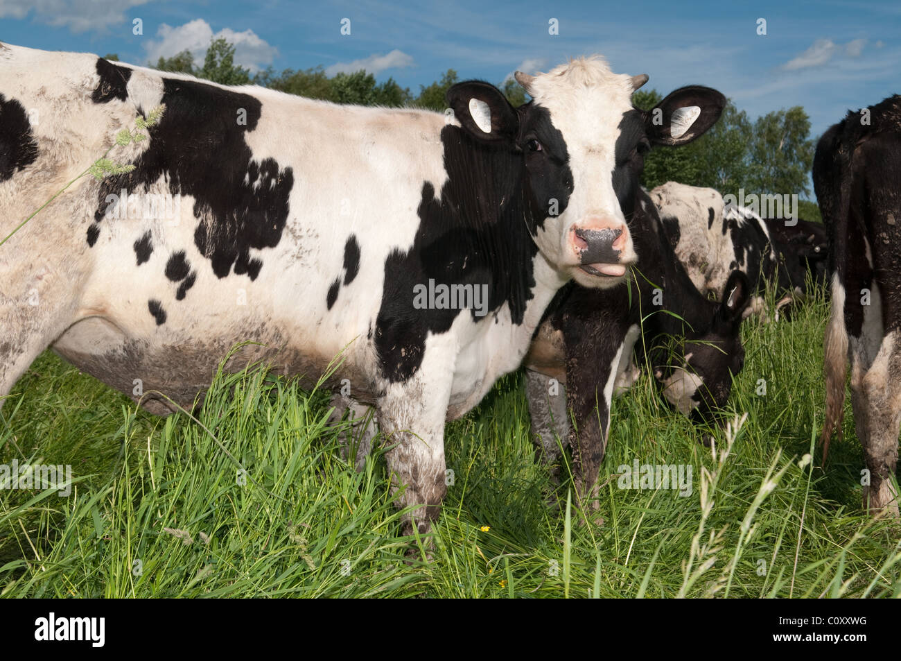 cow on field Stock Photo - Alamy