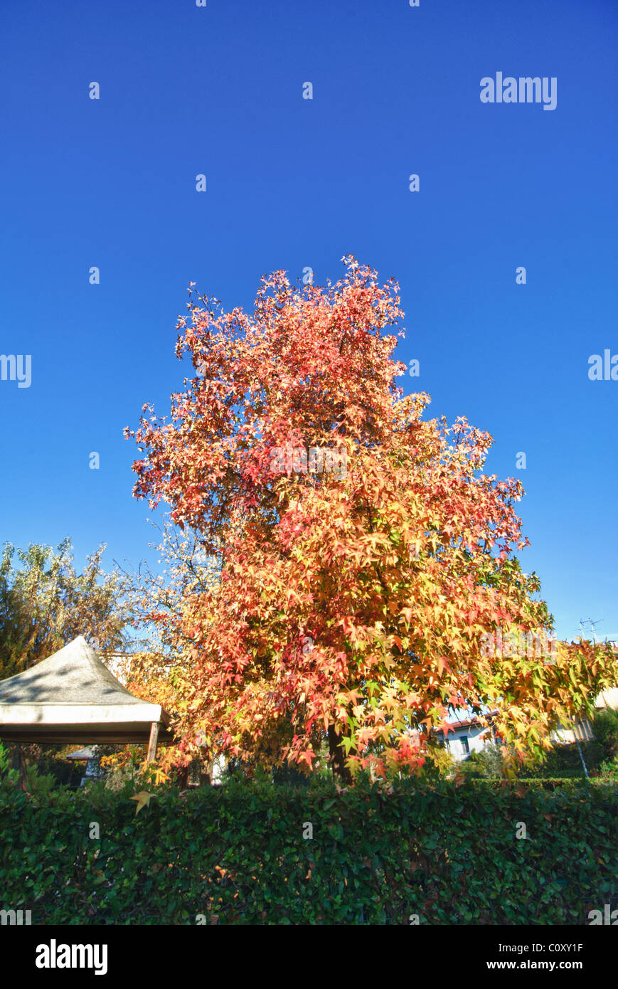 Colors of Fall in Tuscany, Italy Stock Photo - Alamy