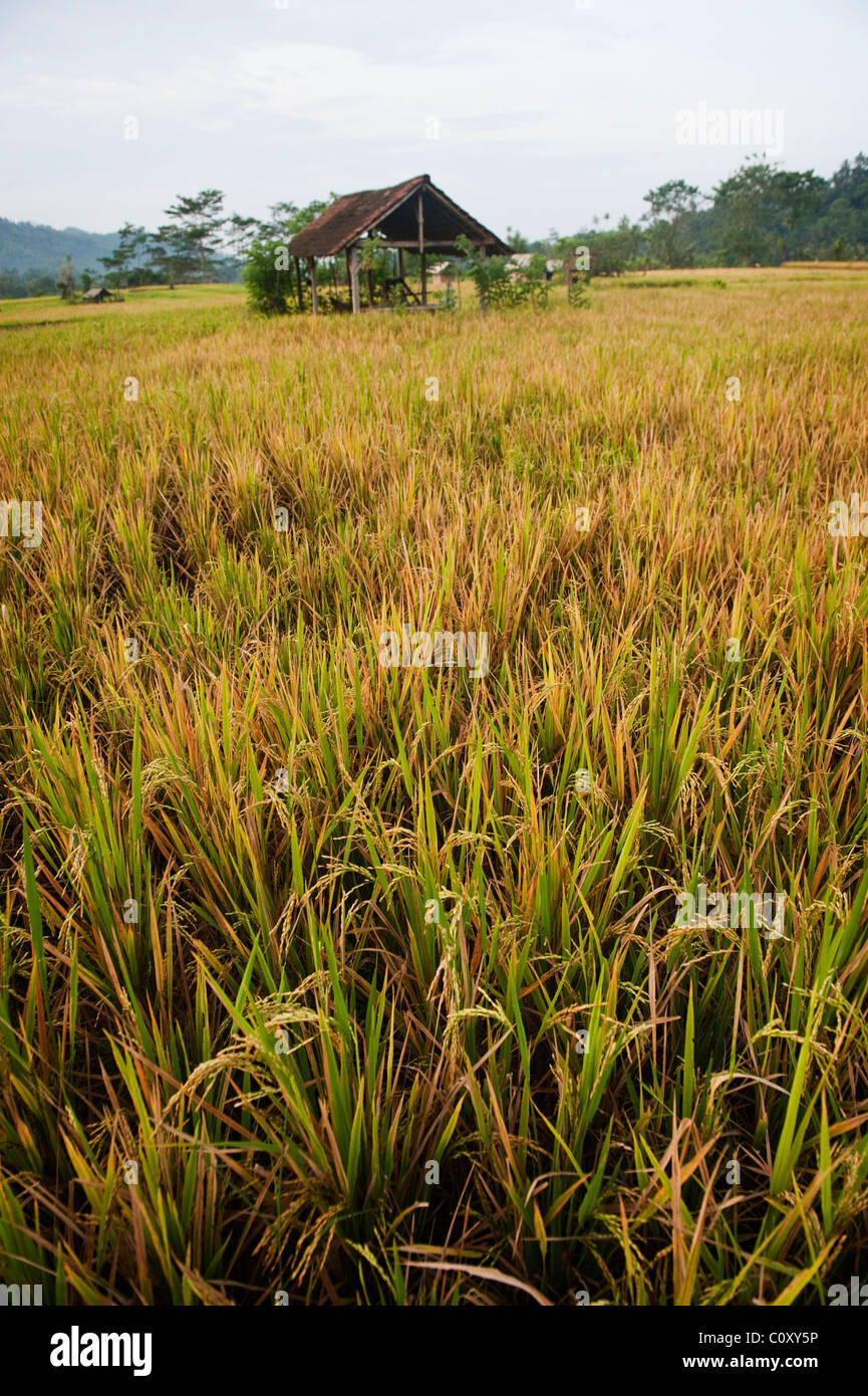 Mature rice growing in field hi-res stock photography and images - Alamy