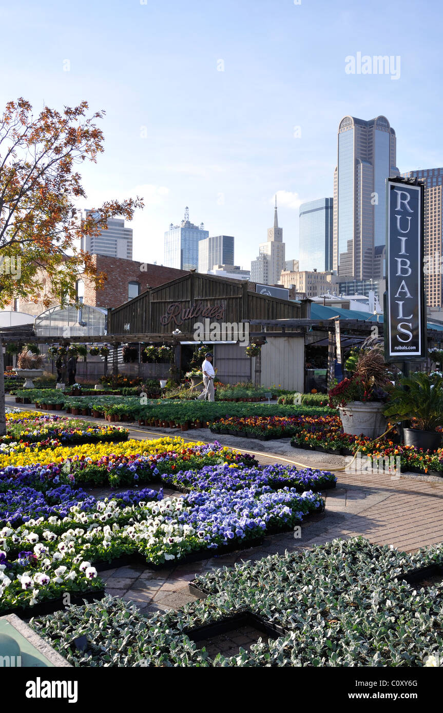 Spring flowers for sale at farmers market in Dallas, Texas, USA Stock ...