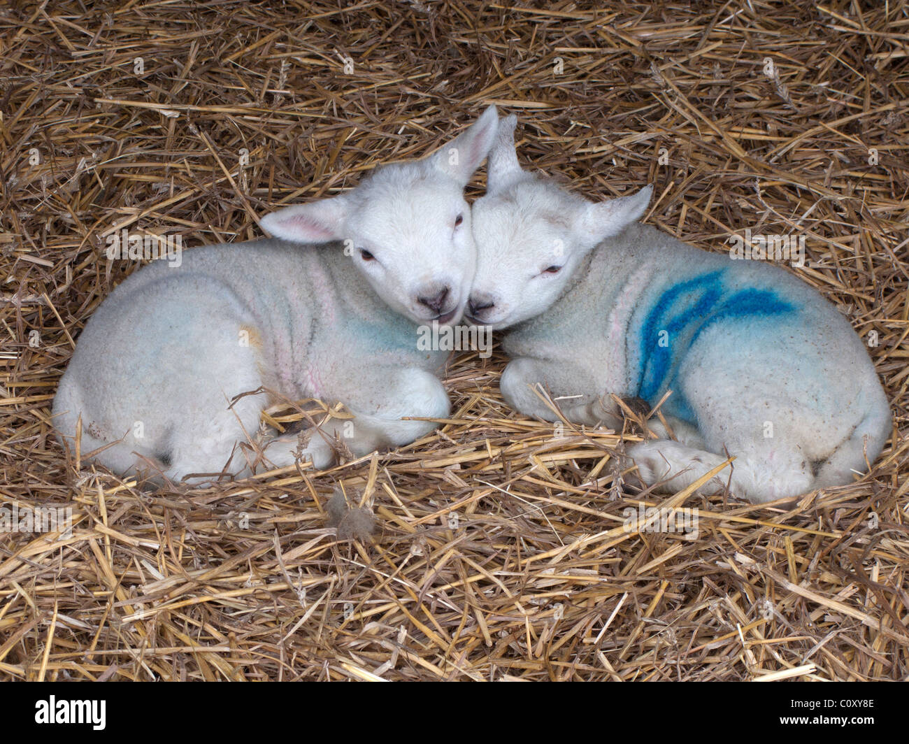 Twin lambs hi-res stock photography and images - Alamy