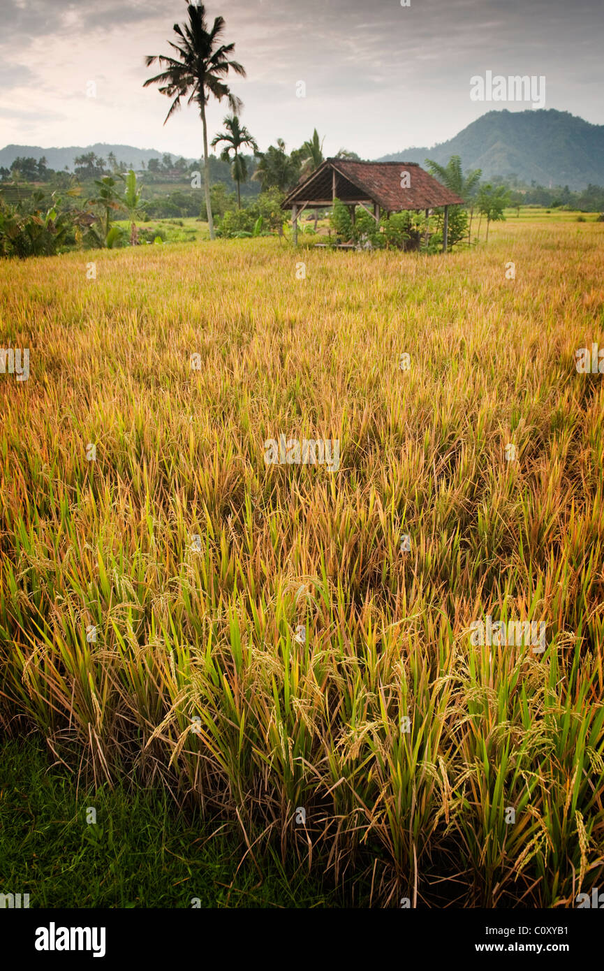 A closeup of a mature rice crop in the Sideman Valley of Bali ...
