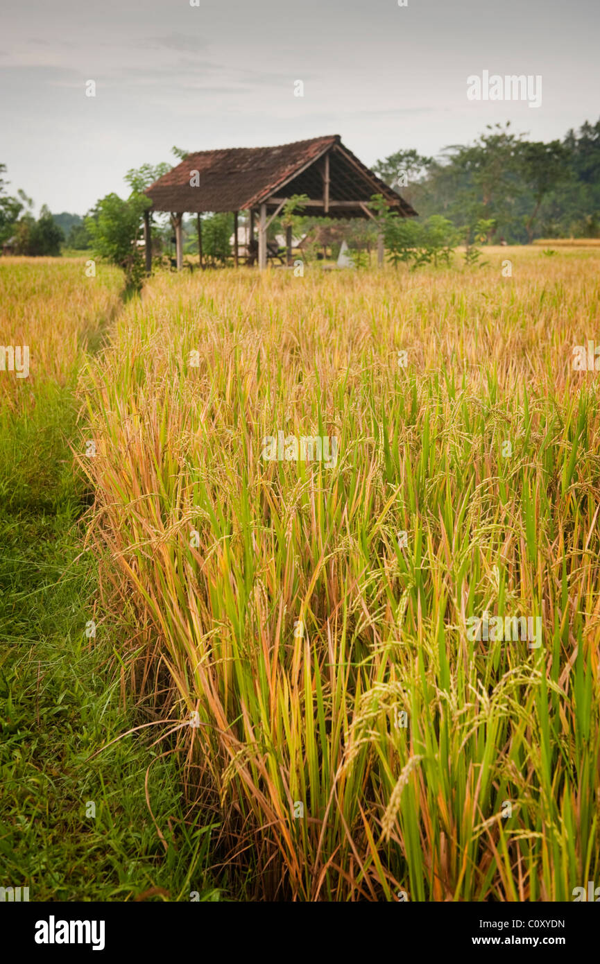 A closeup of a mature rice crop in the Sideman Valley of Bali ...