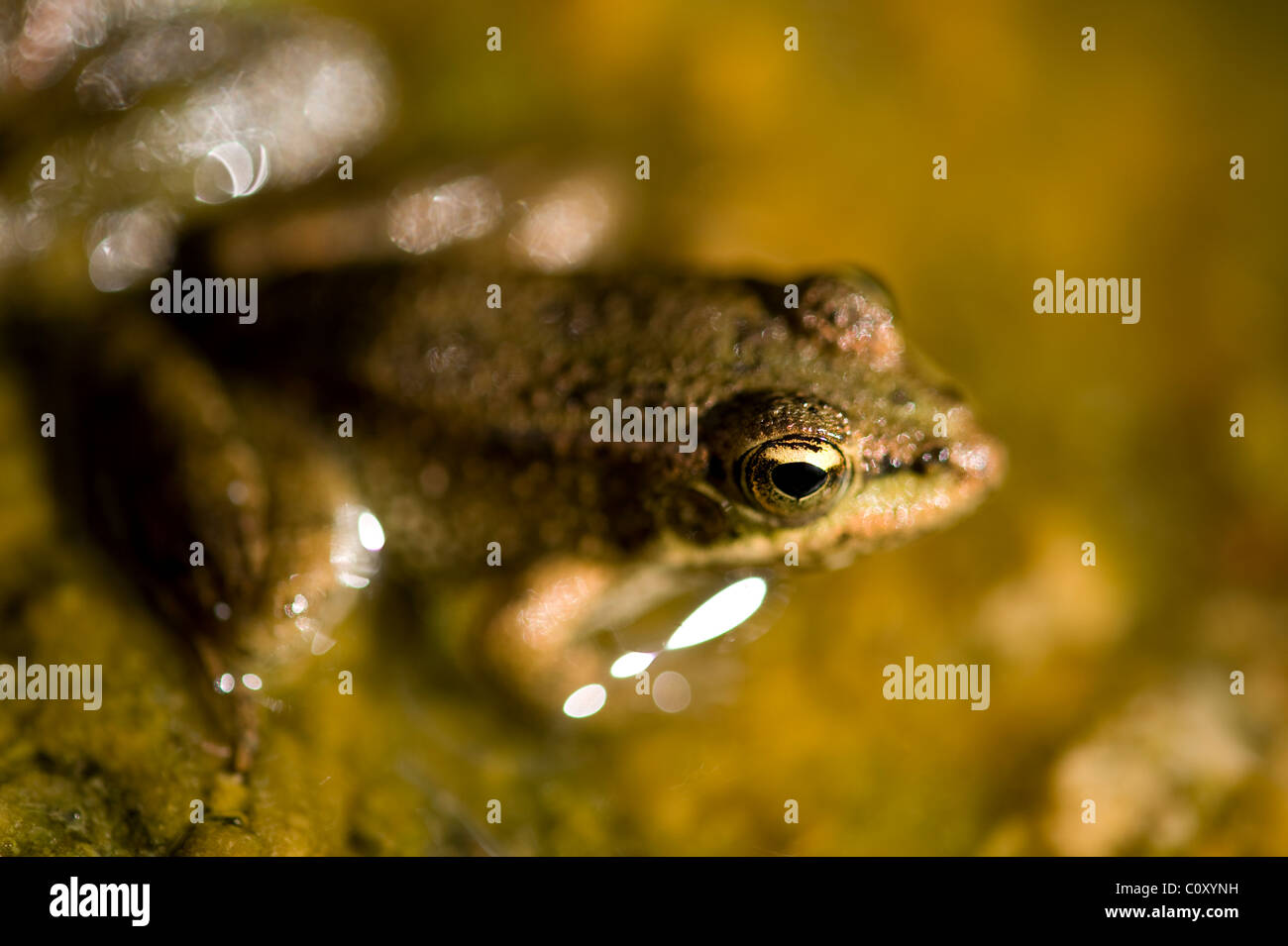 Frog eye image hi-res stock photography and images - Alamy