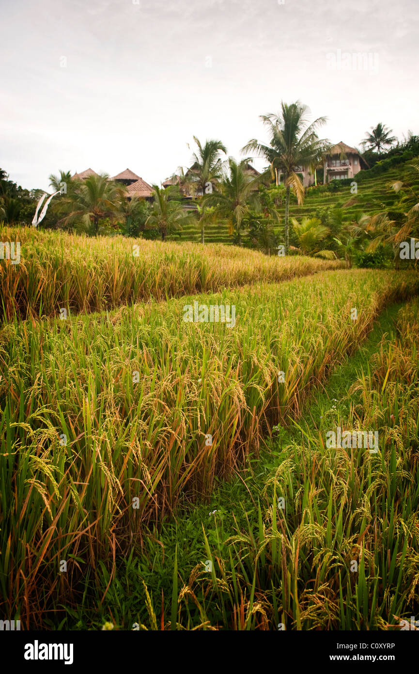A closeup of a mature rice crop in the Sideman Valley of Bali ...