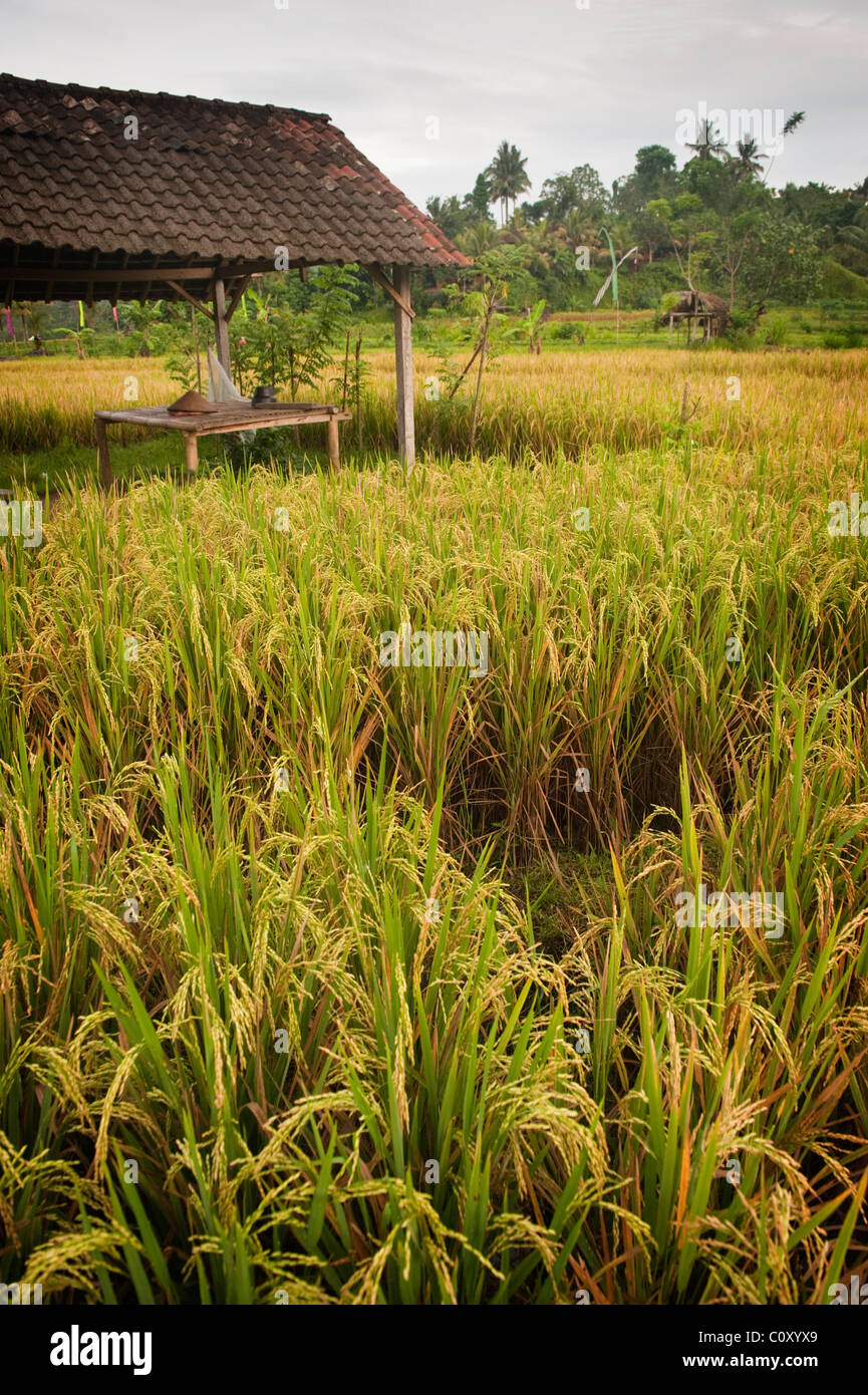 Mature rice growing in field hi-res stock photography and images - Alamy