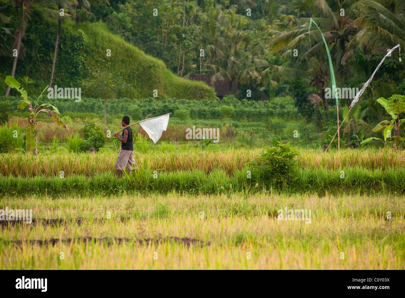 The rice fields of the Sideman Valley, Bali are some of the most ...