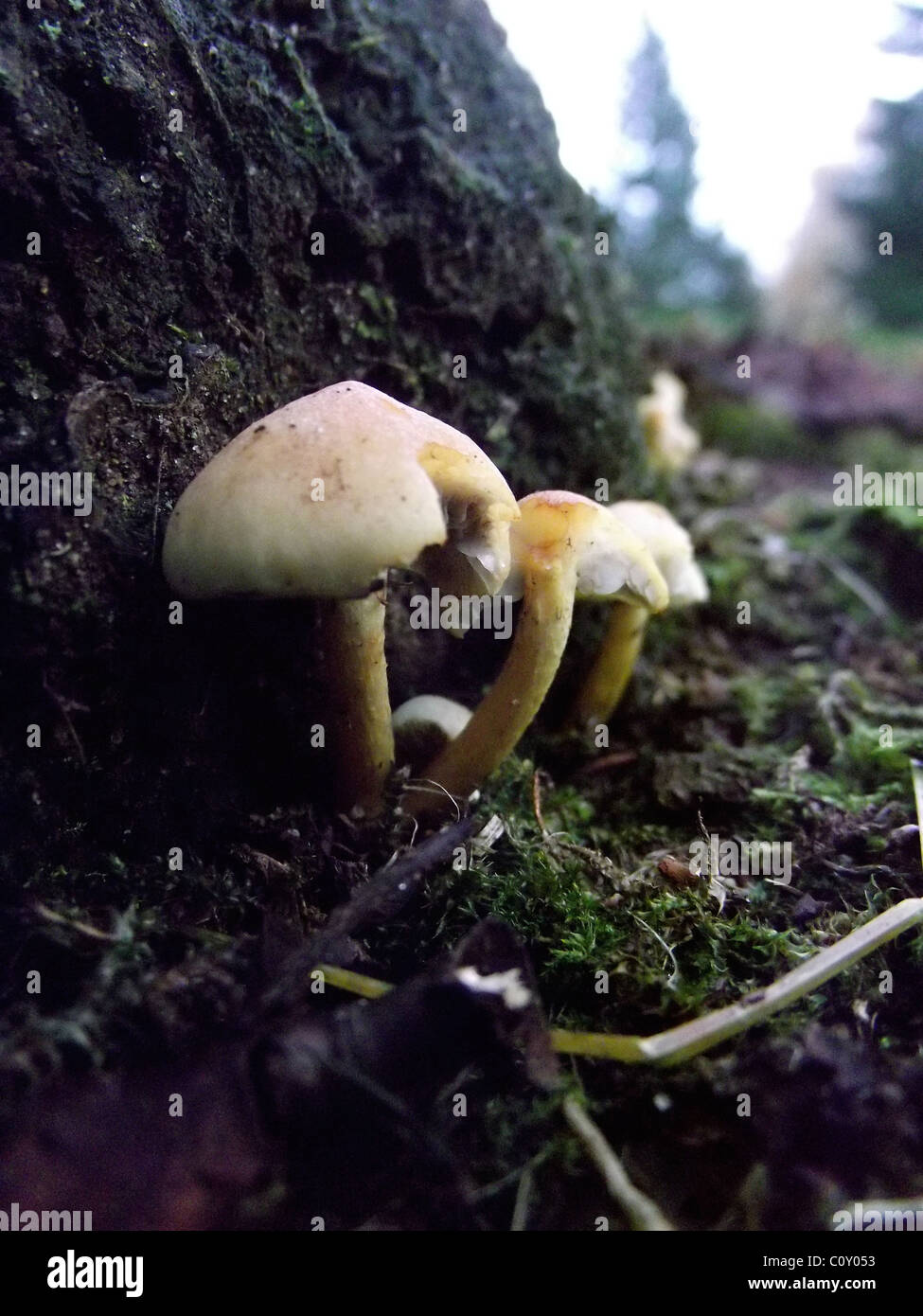 white mushrooms fungi Stock Photo - Alamy