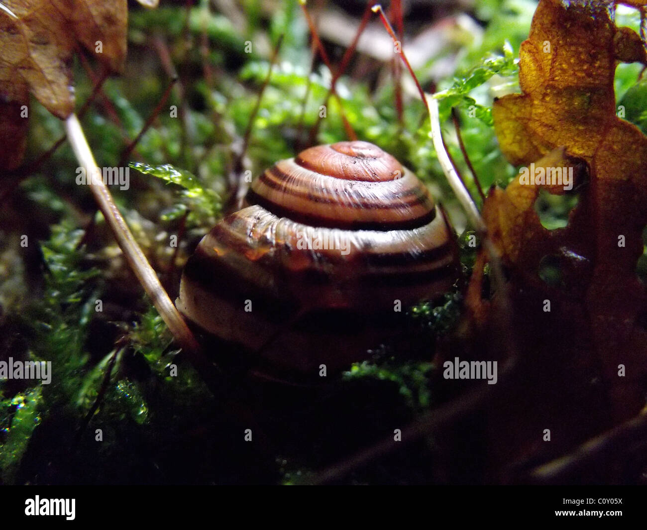 Shell of snail hi-res stock photography and images - Alamy