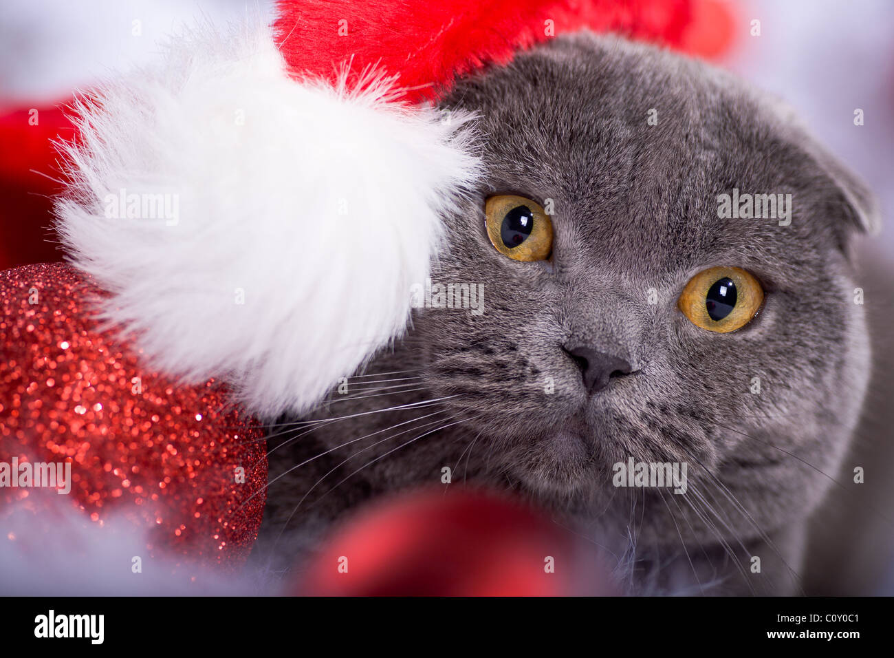xmas portrait of a cat Stock Photo - Alamy