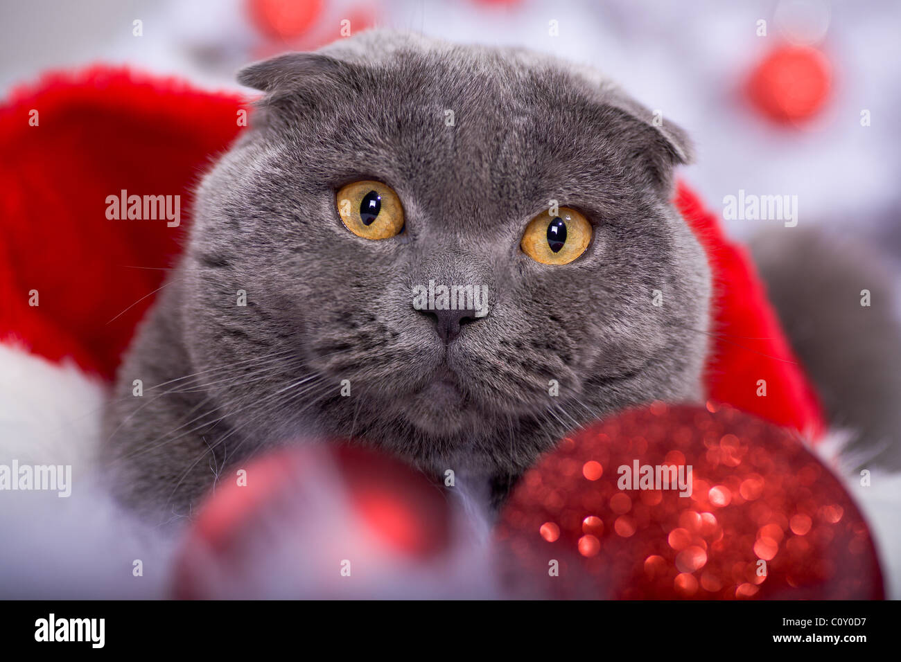 xmas portrait of a cat Stock Photo - Alamy