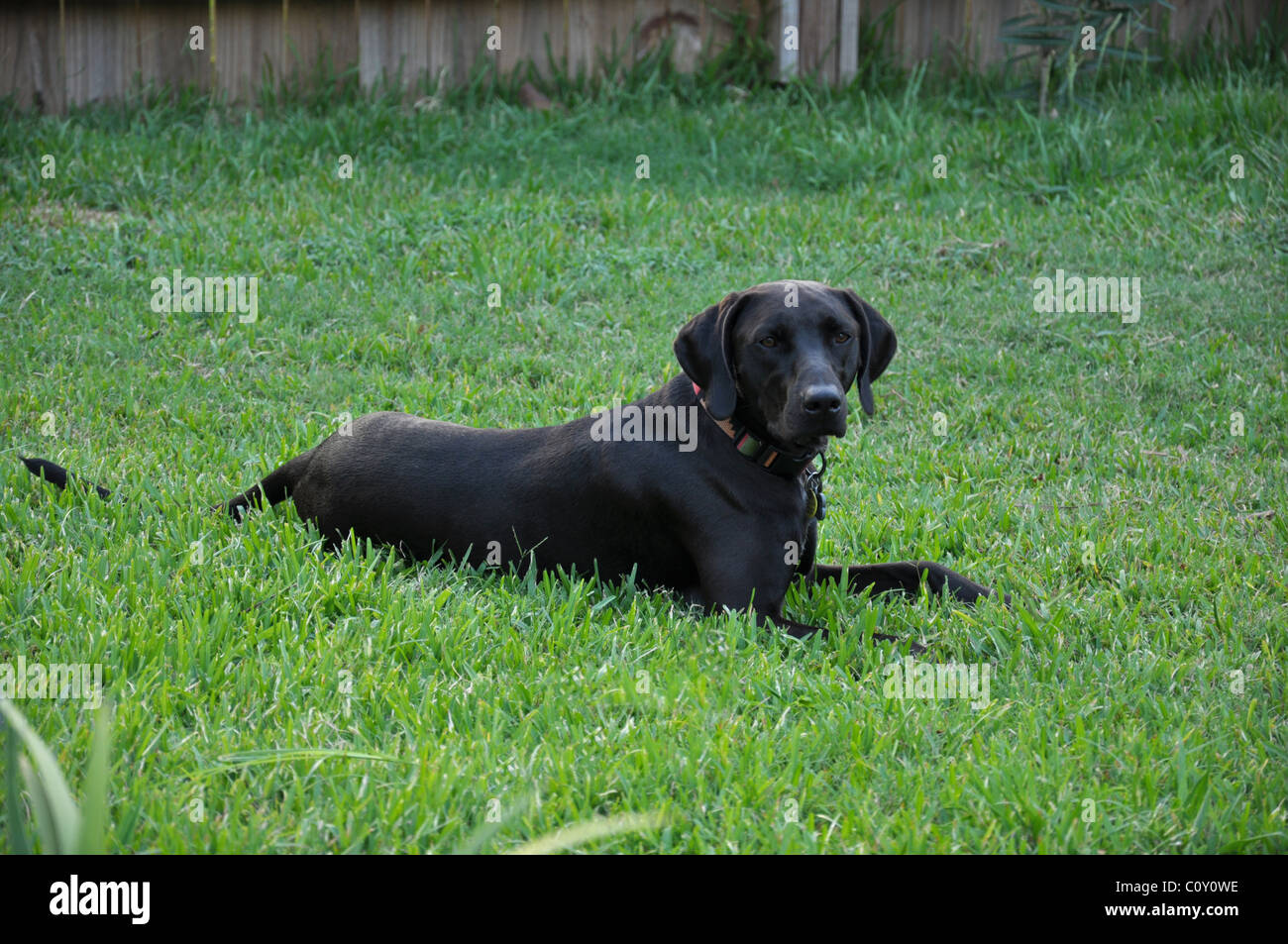A Black Labrador laying in the green grass Stock Photo - Alamy