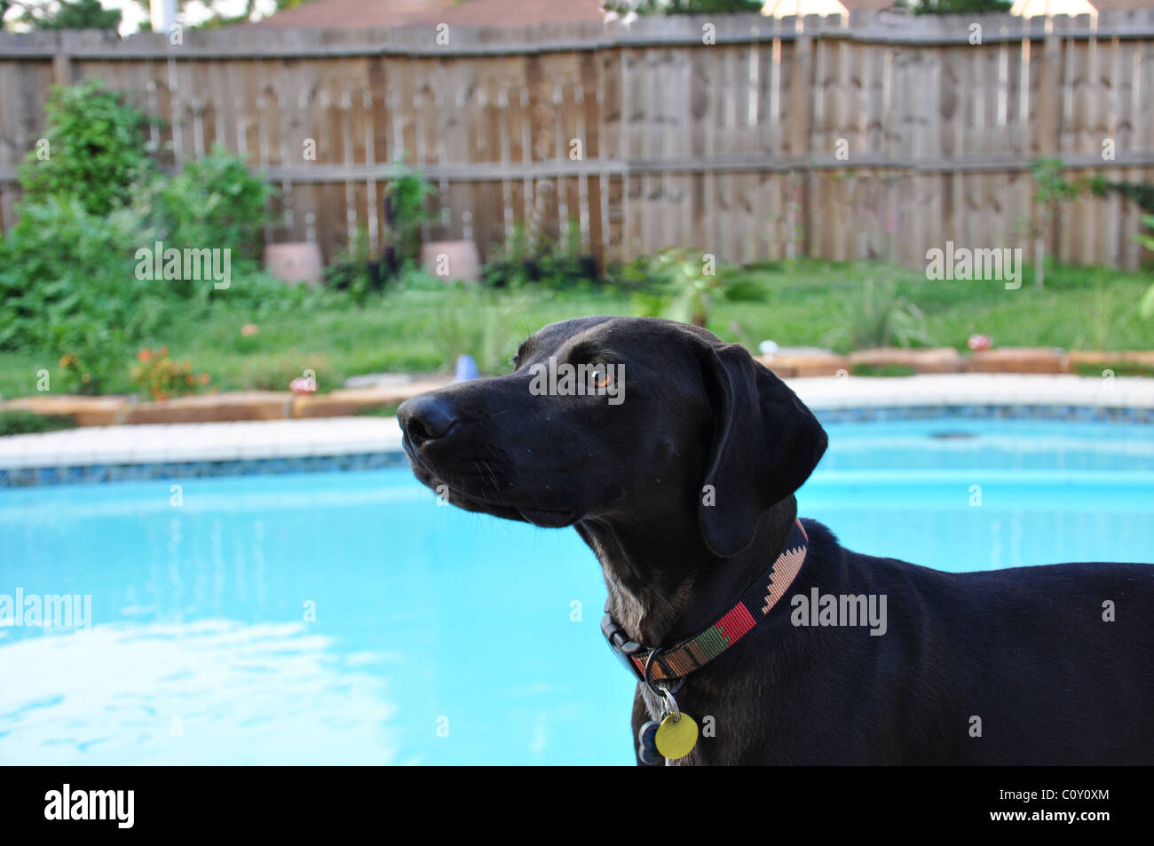 A black Labrador in front of a bright blue swimming pool Stock Photo ...