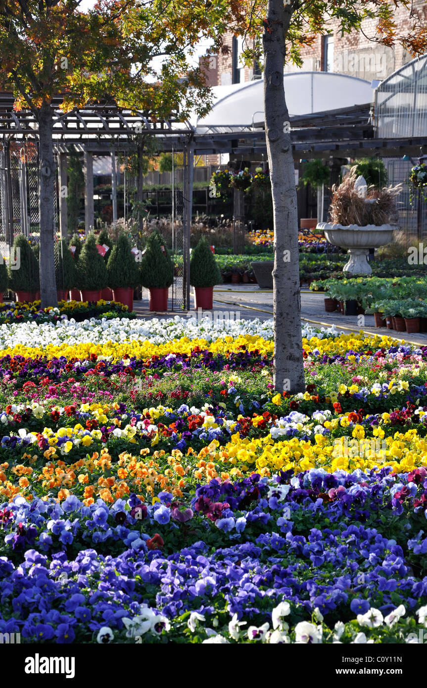 Spring flowers for sale at farmers market in Dallas, Texas, USA Stock ...