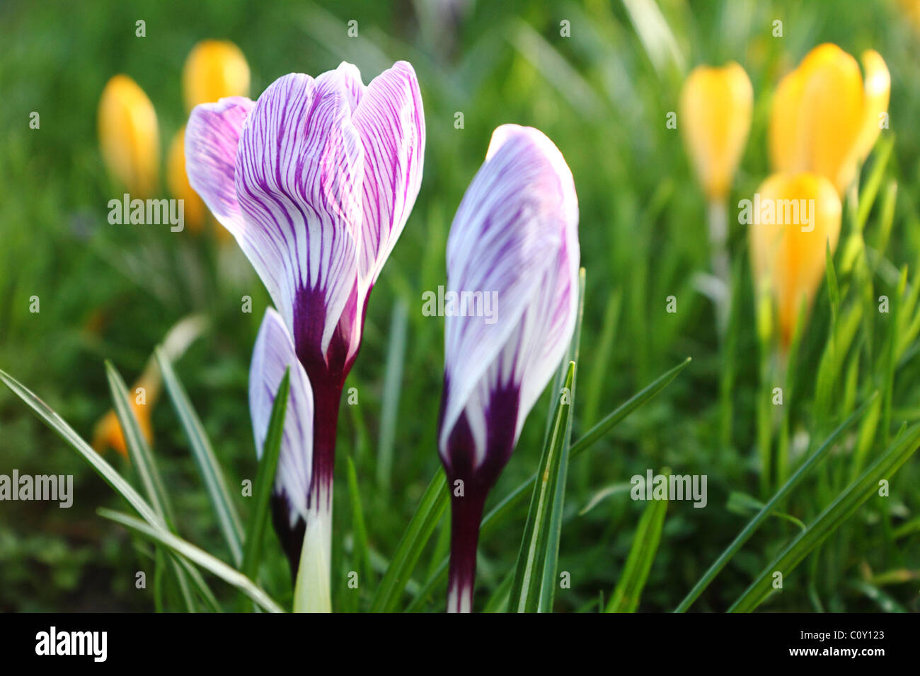 Kent spring flowers hi-res stock photography and images - Alamy
