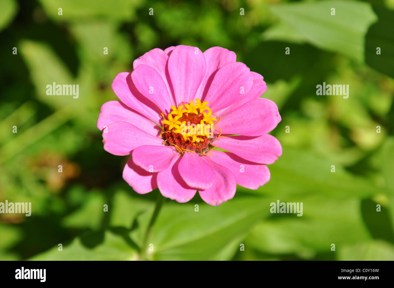 A single pink Zinnia bloom in the sunlight Stock Photo - Alamy