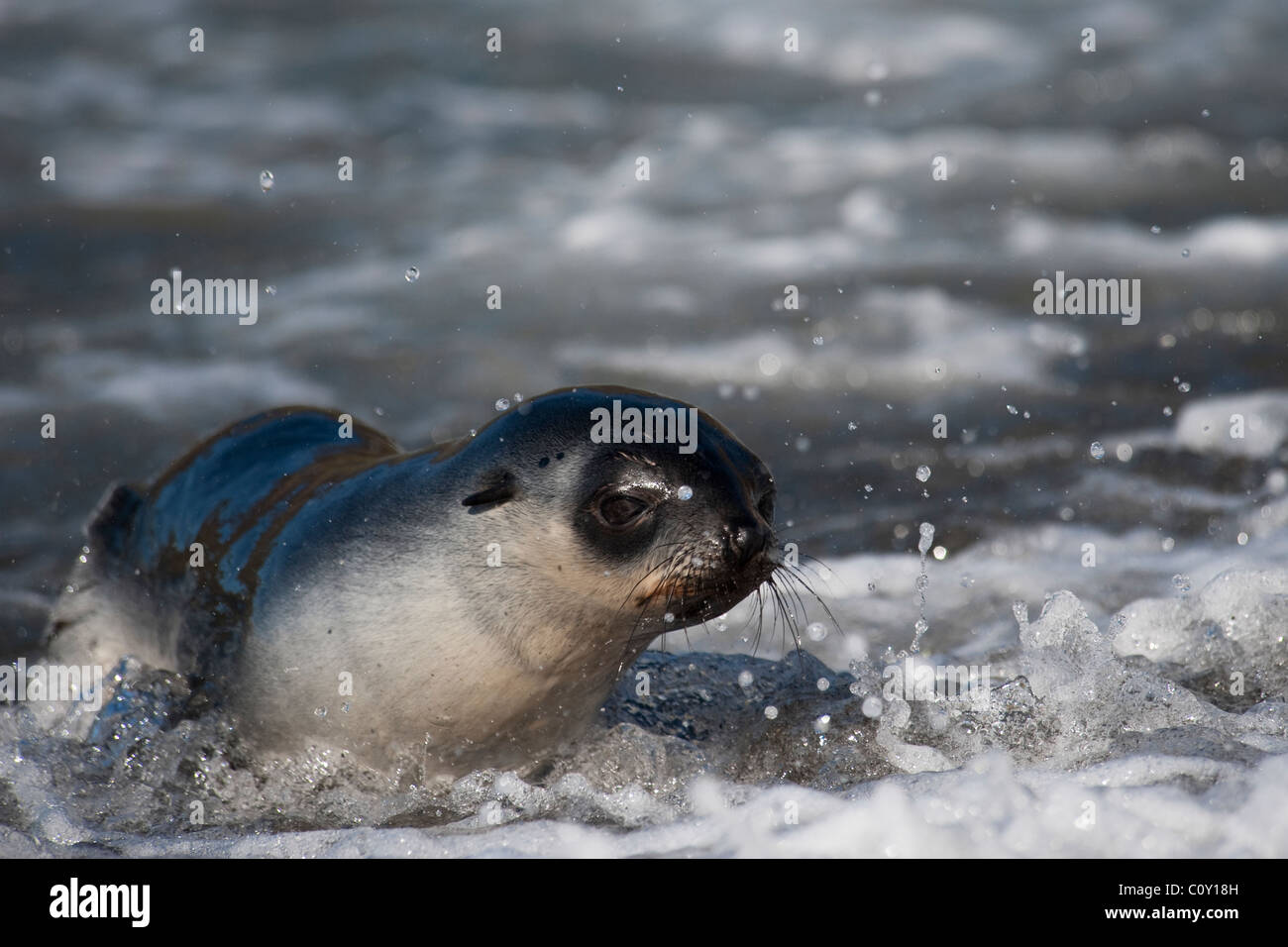 Juvenile fur seal hi-res stock photography and images - Alamy