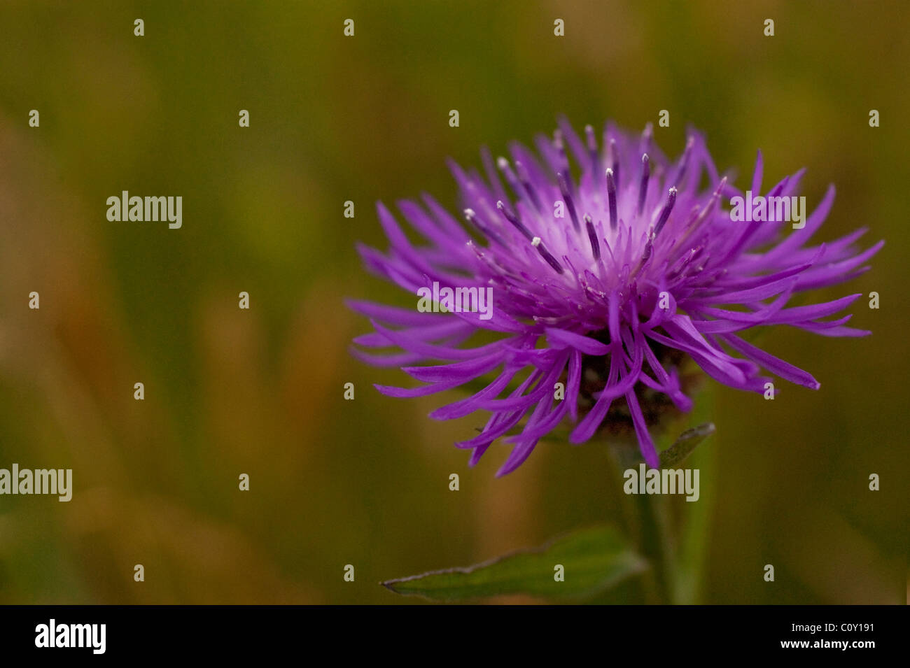 Swollen base hi-res stock photography and images - Alamy