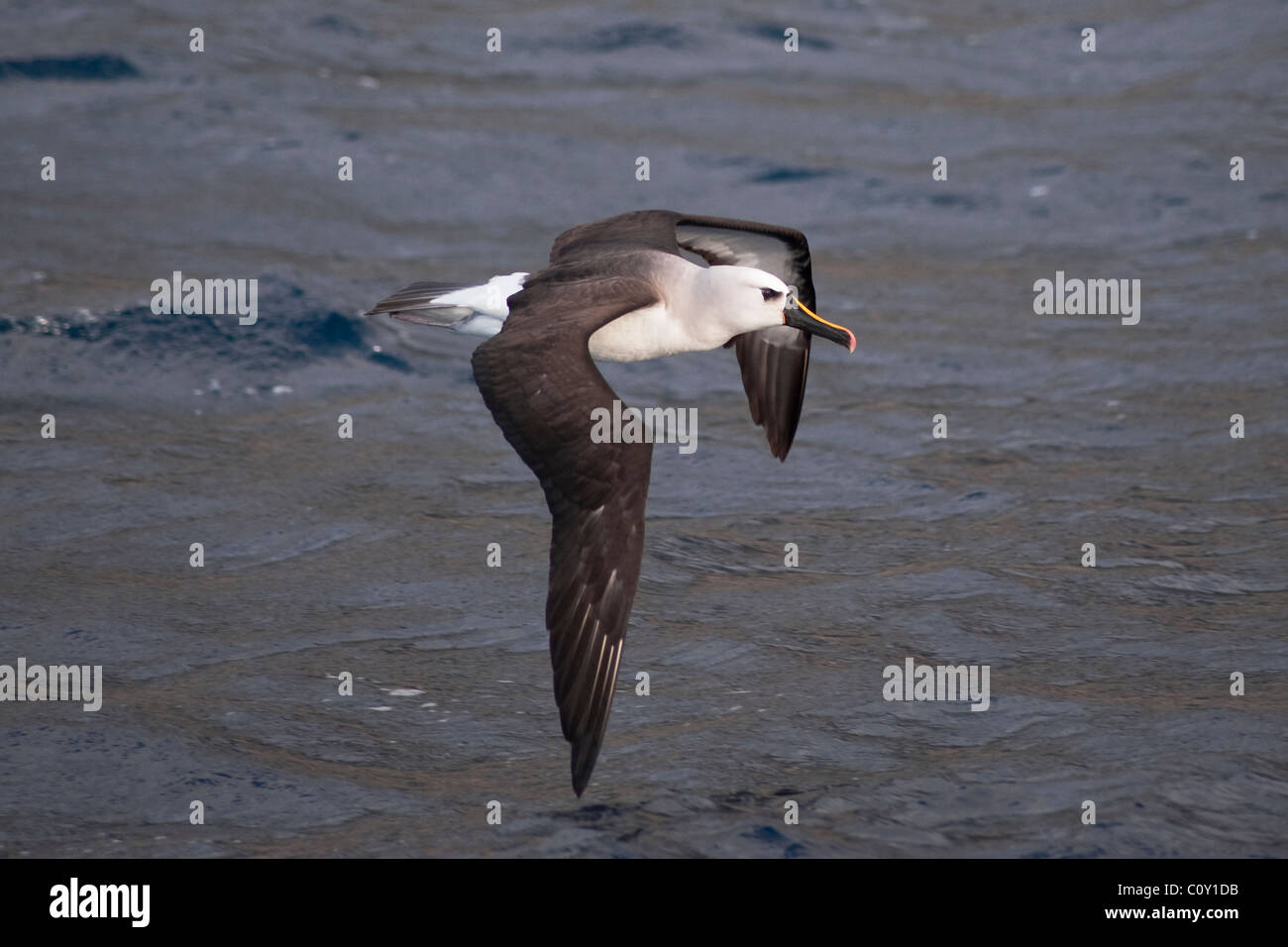 Atlantic Yellow-nosed Albatross (Thalassarche chlororhynchos ...